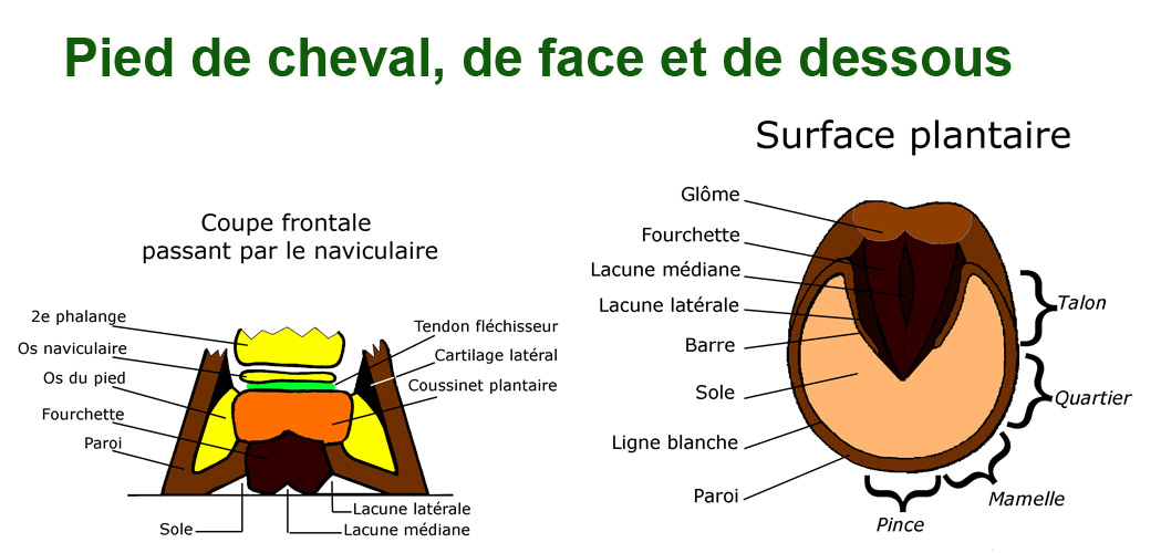Soigner la fourchette pourrie avec l'huile essentielle d'arbre à thé ...